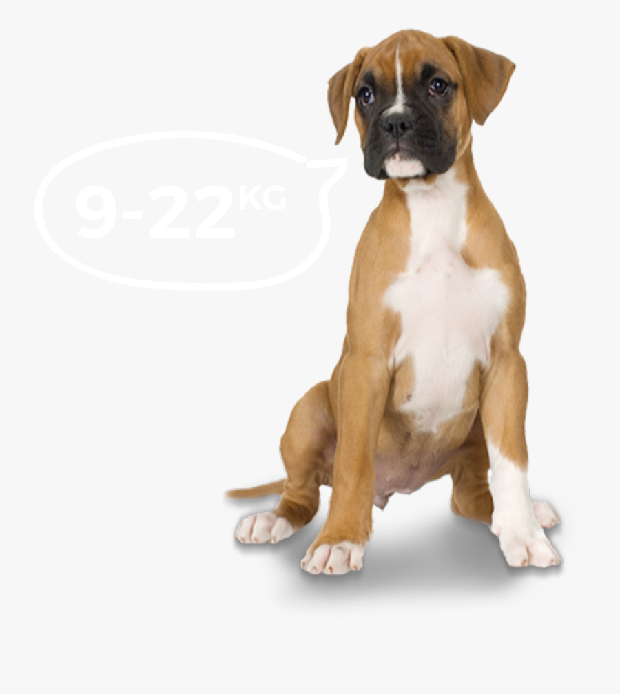 Boxer Dog Png , Free Transparent Clipart - ClipartKey