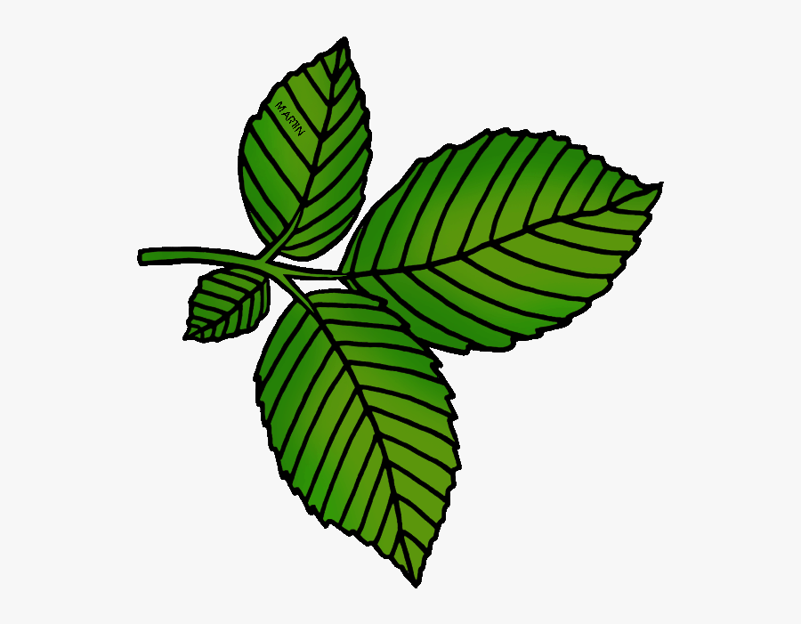 Massachusetts State Tree - Clip Art , Free Transparent Clipart - ClipartKey