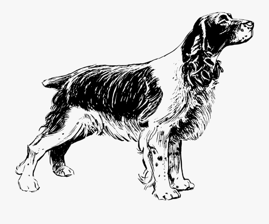 Clip Art- Watercolor English Springer Spaniel & Collar - English ...