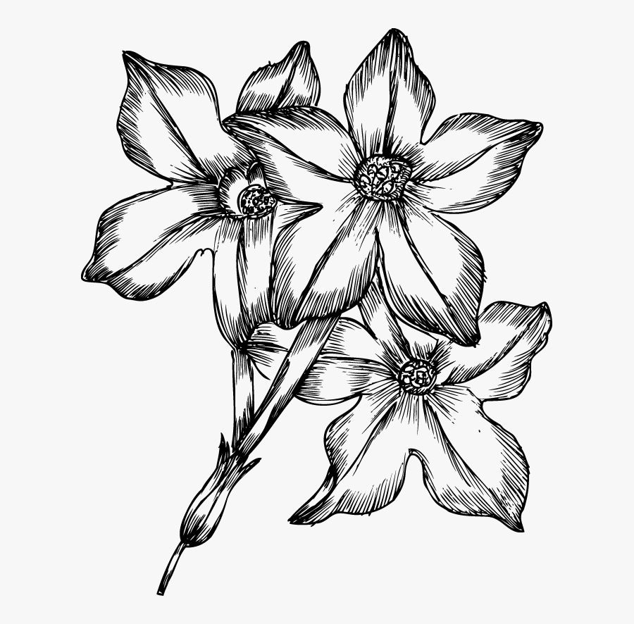 Pictures To Draw Flowers - Best Flower To Draw , Free Transparent ...