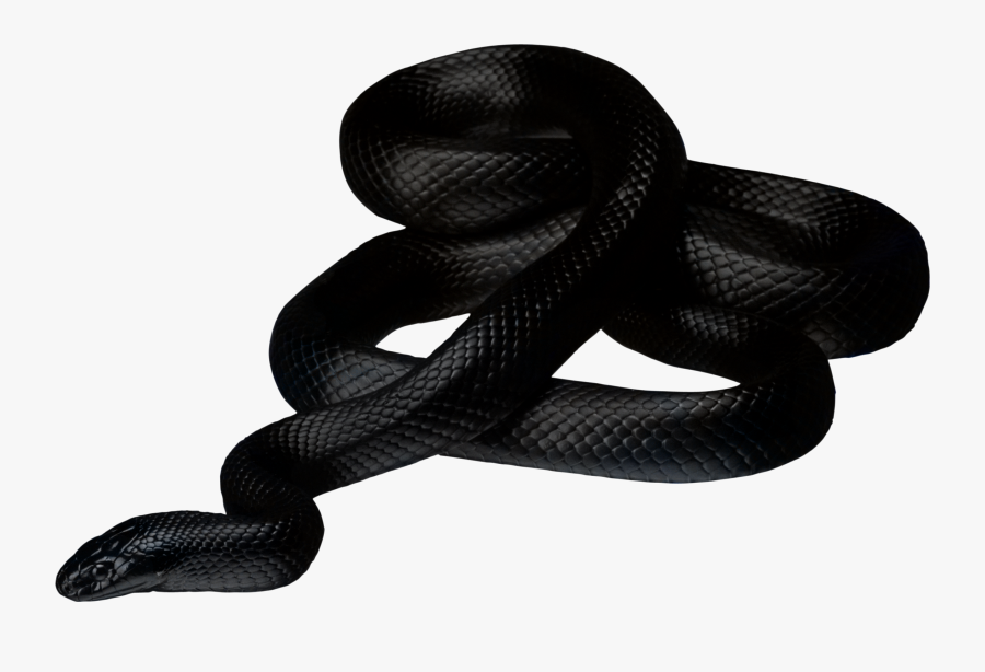 Black Snake No Background , Free Transparent Clipart - ClipartKey