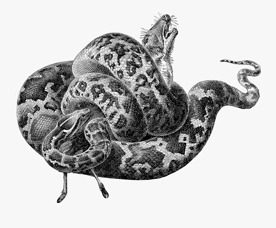 2093 Python Snakes Free Vintage Clip Art - Electric Ray , Free ...