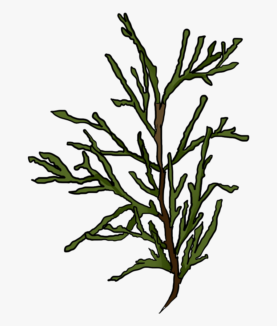 Cornfield Drawing Tree - White Cedar , Free Transparent Clipart ...