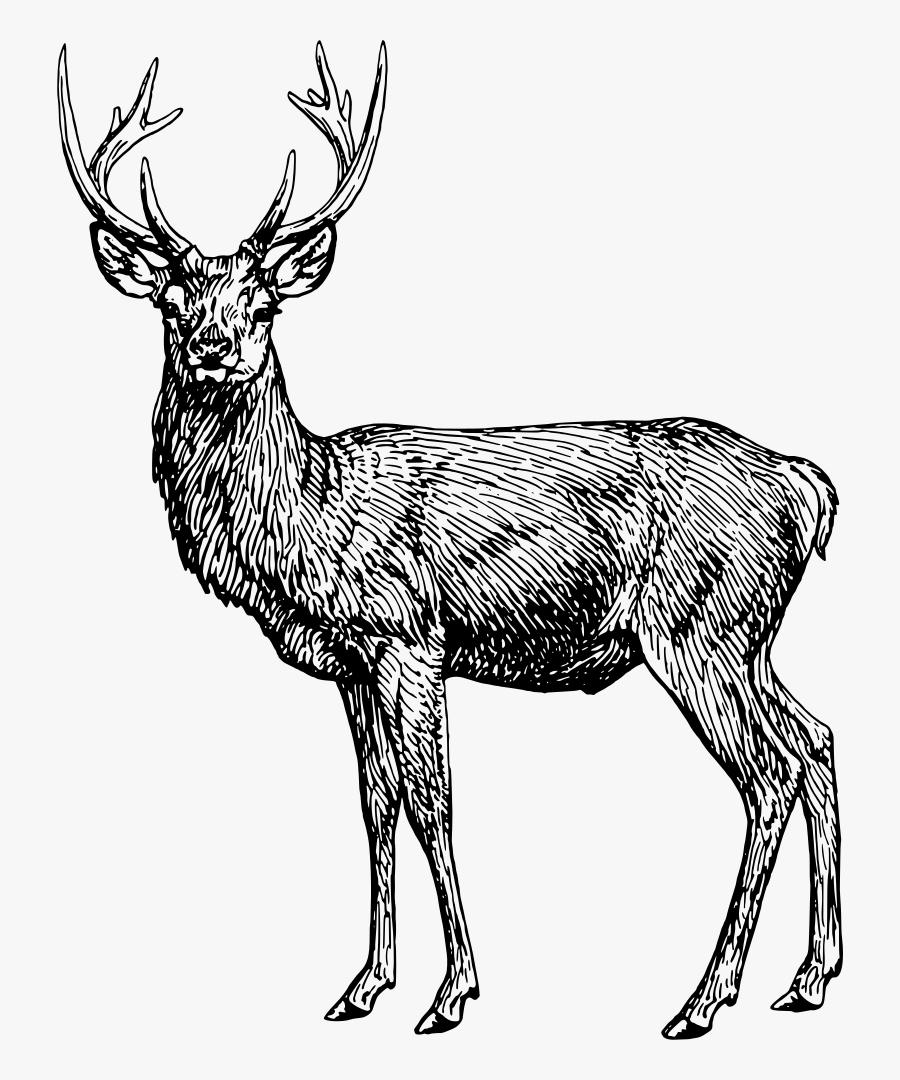 Stag - Stag Clipart , Free Transparent Clipart - ClipartKey
