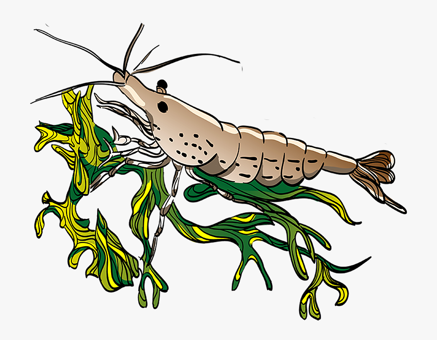 Amano Shrimp Png , Free Transparent Clipart - ClipartKey