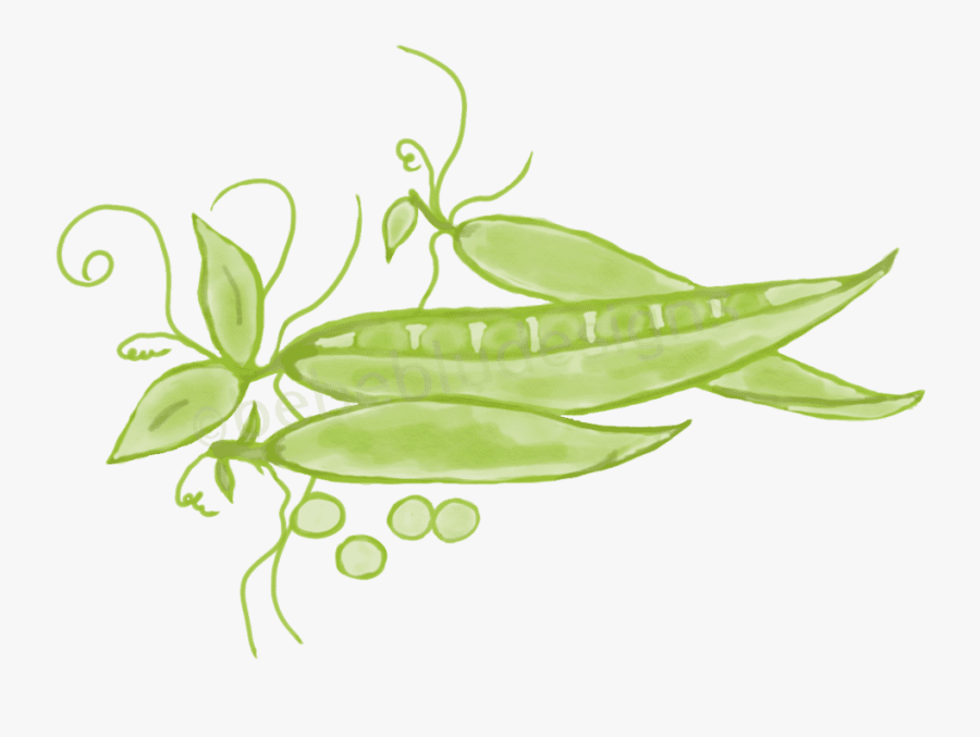 Pea Pod Watercolor2 - Illustration , Free Transparent Clipart - ClipartKey