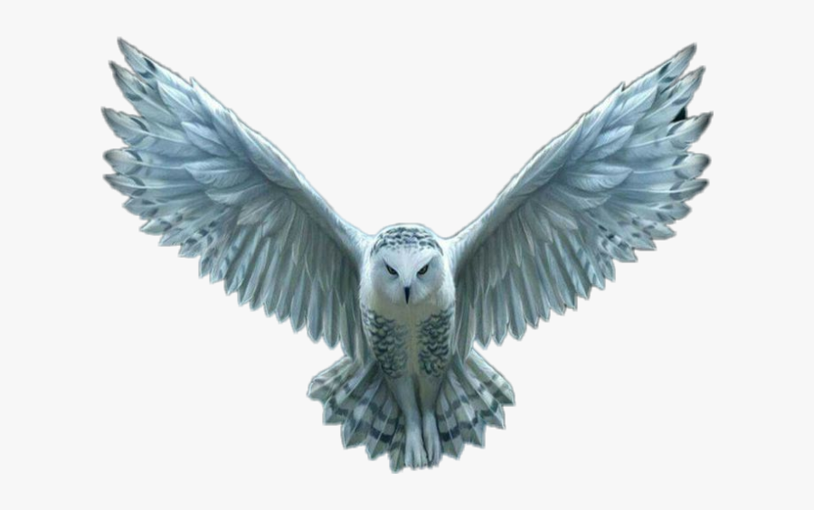 Transparent Hedwig Png - White Owl Png Clipart Png , Free Transparent ...