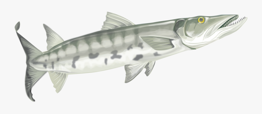 Graphic Library Download Barracuda Drawing - Yellow Belly Bullhead ...