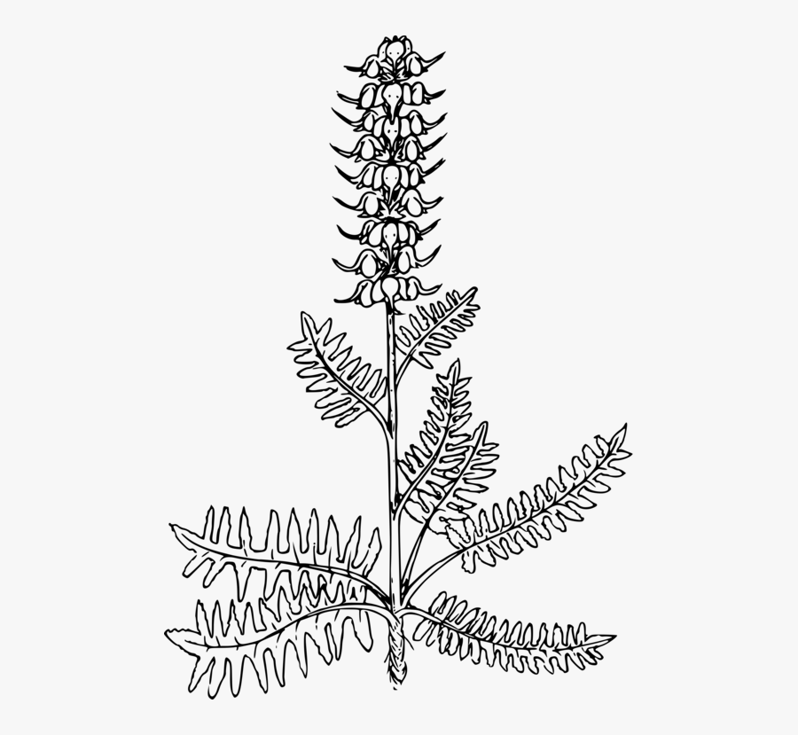 Fir,line Art,plant - Lobelia , Free Transparent Clipart - ClipartKey