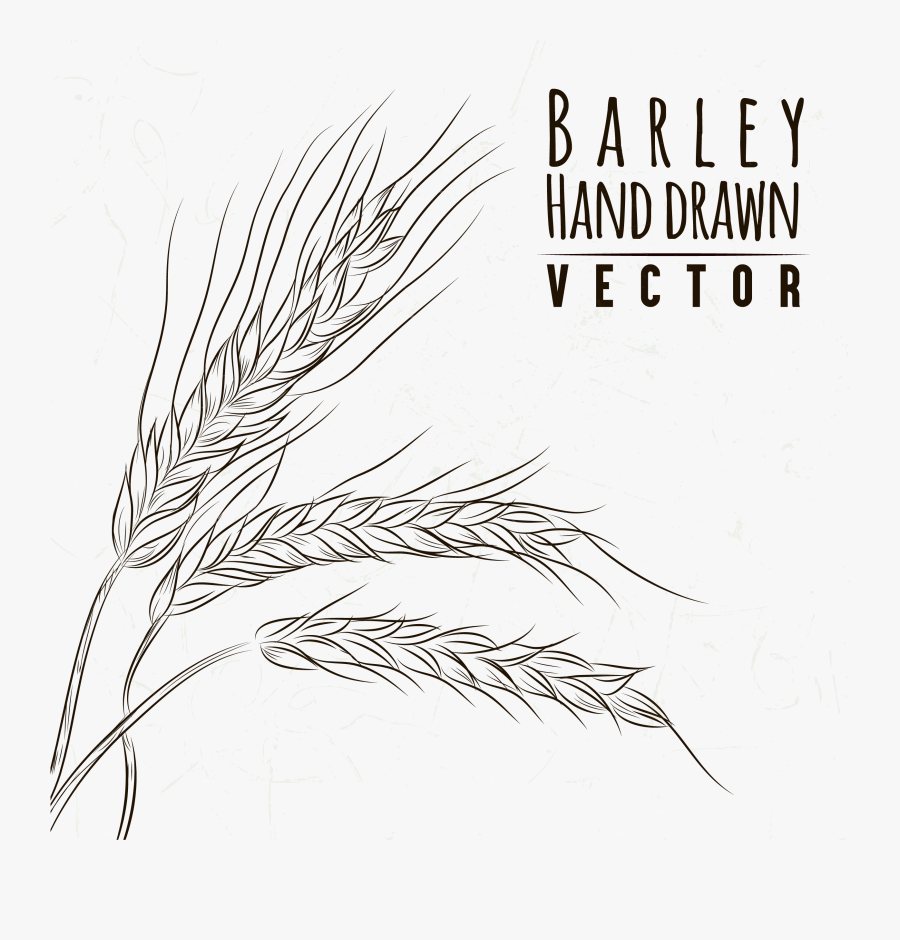 Collection Of Free Grass Drawing Sketch - Wheat Sketch Png , Free ...