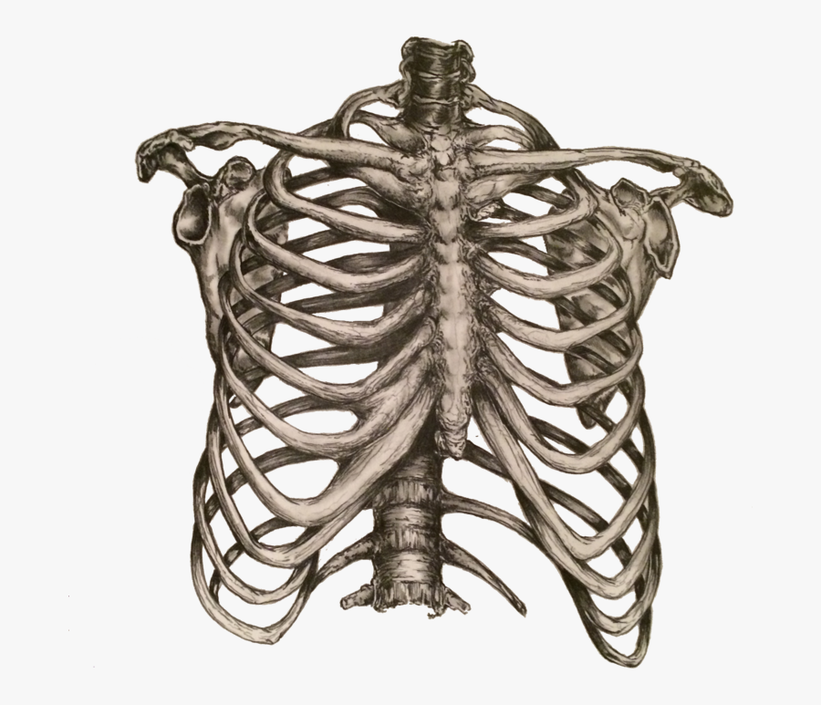 Https Static Squarespace Com - Human Rib Cage Png , Free Transparent ...
