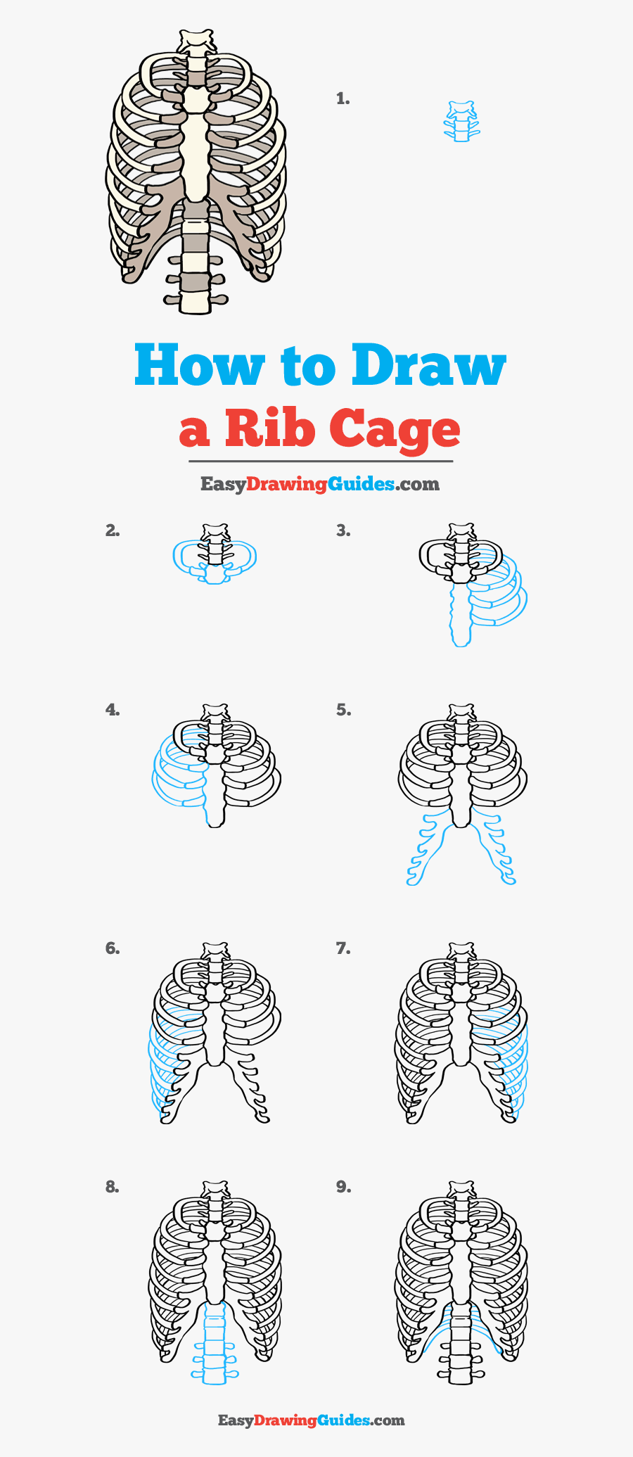 How To Draw Rib Cage - Draw Rib Cage , Free Transparent Clipart ...