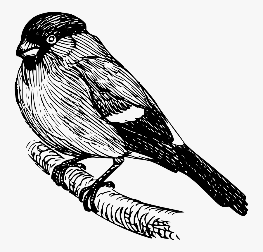 Bullfinch - Bullfinch Line Art , Free Transparent Clipart - ClipartKey