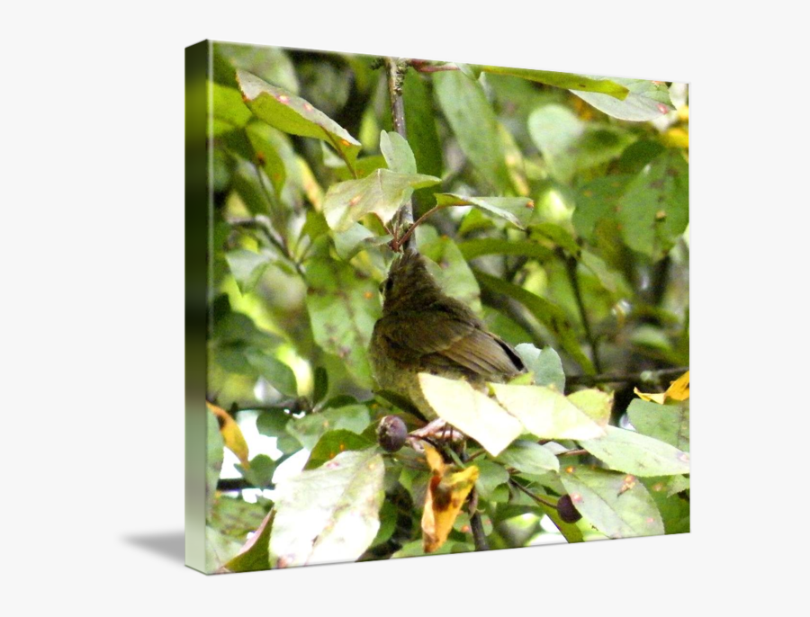 Baby Cardinal Birds - Bulbul , Free Transparent Clipart - ClipartKey