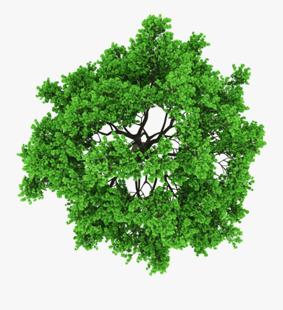 Tree From Above Png , Free Transparent Clipart - ClipartKey