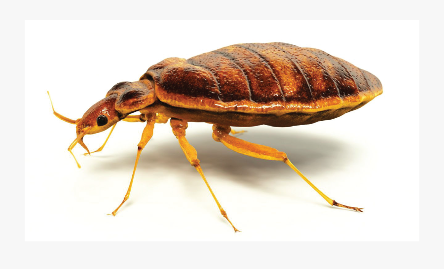 Beetle Transparent Translucent - Bed Bug Body Louse , Free Transparent ...