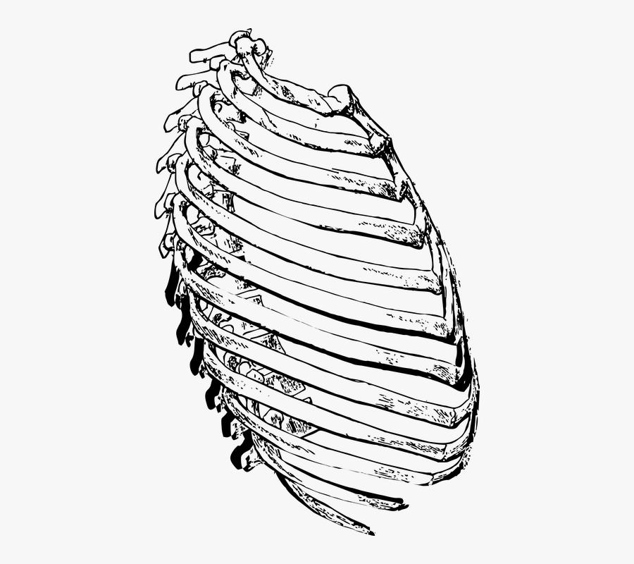 Rib Cage Png 5, Buy Clip Art Transparent Png , Png - Rib , Free ...