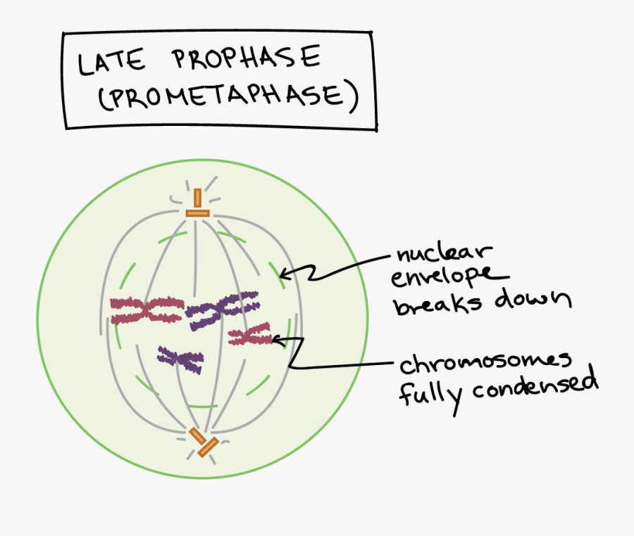 Clip Art Mitosis Questions Practice Cell - Mitosis Prophase , Free ...