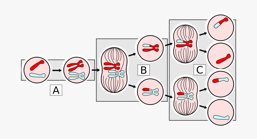 Mitosis Png , Free Transparent Clipart - ClipartKey