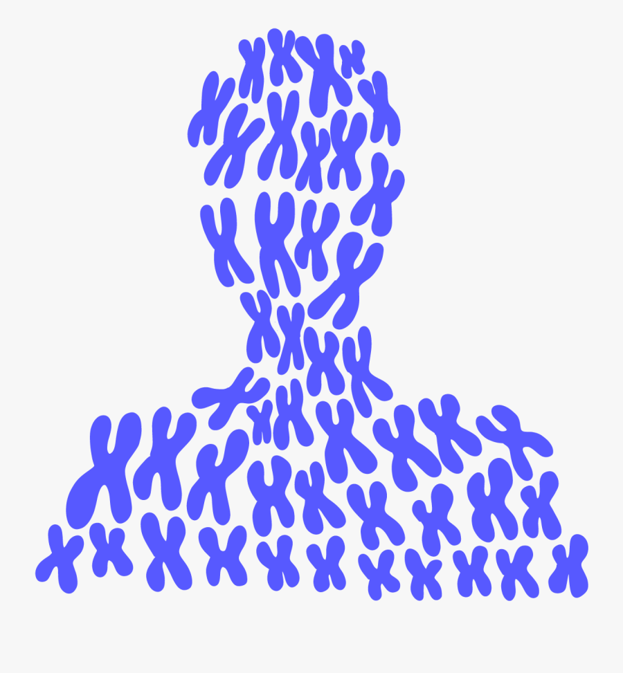 Image Of Many Blue Chromosomes Representing A Genome - Genome Png ...
