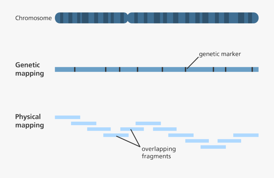 Different Types Of Gene Mapping Free Transparent Clipart ClipartKey different-types-of-gene-mapping-free-transparent-clipart-clipartkey