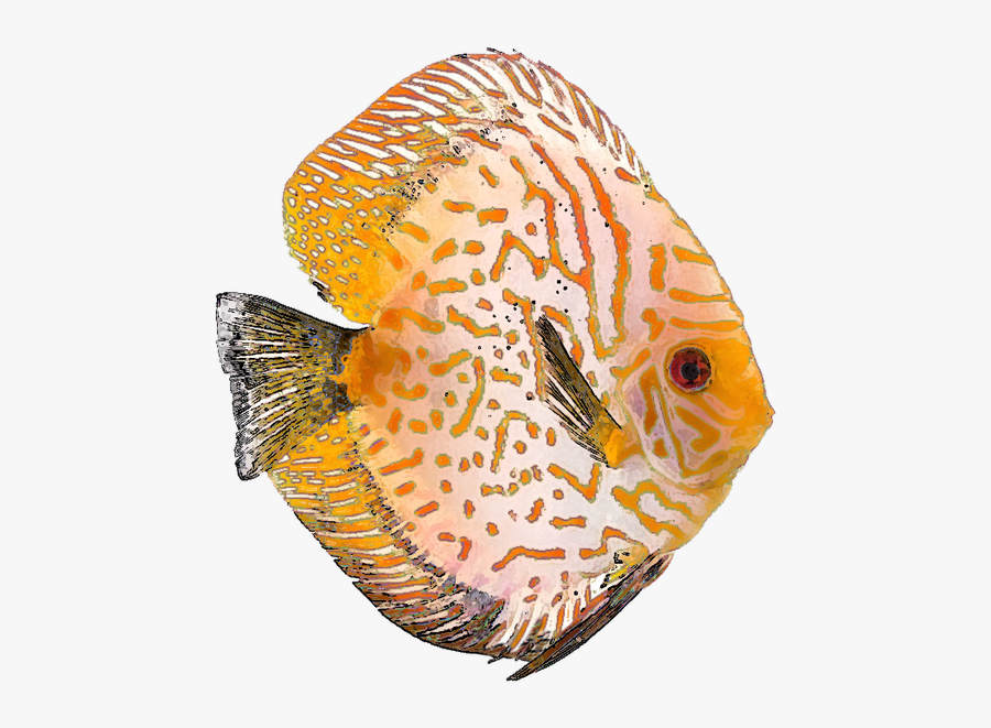 Discus , Free Transparent Clipart - ClipartKey