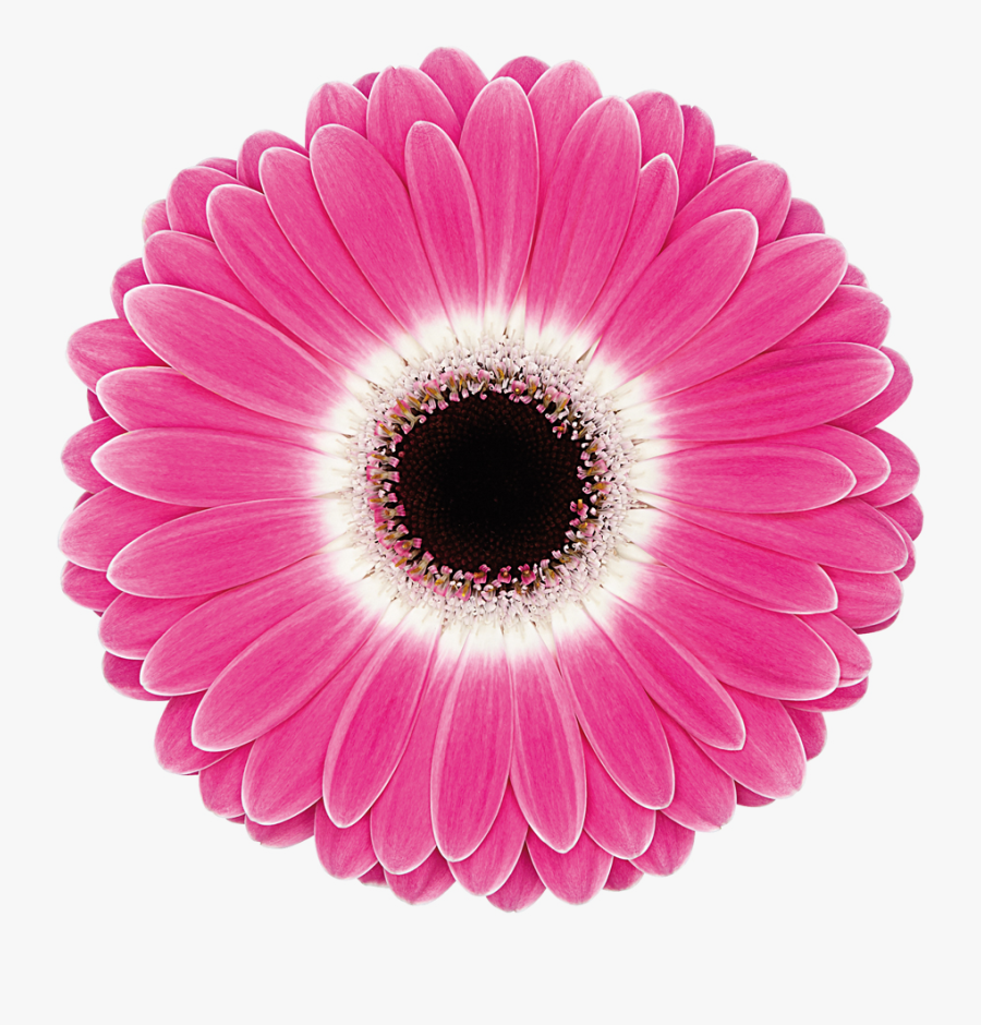 Logo Of College Festival , Free Transparent Clipart - ClipartKey