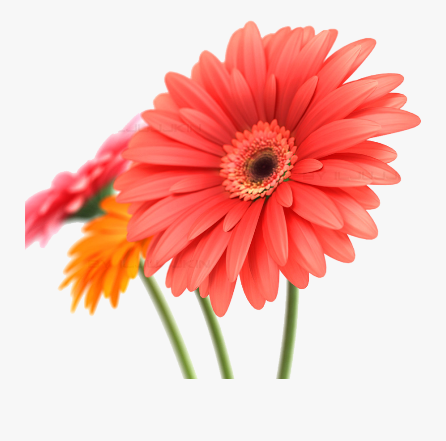 Gerbera Png Transparent Image - Gerbera Transparent Background , Free ...