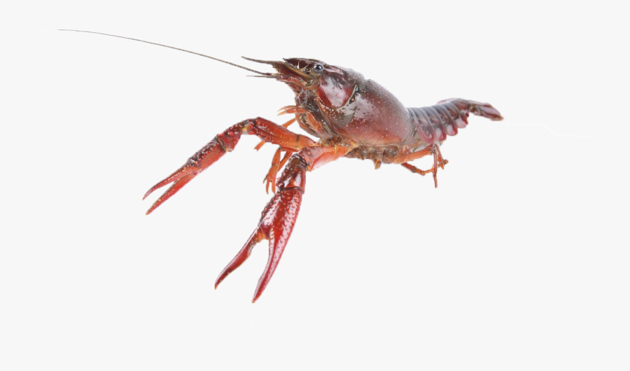 Crawfish Png Free Download - Easter Crawfish , Free Transparent Clipart ...