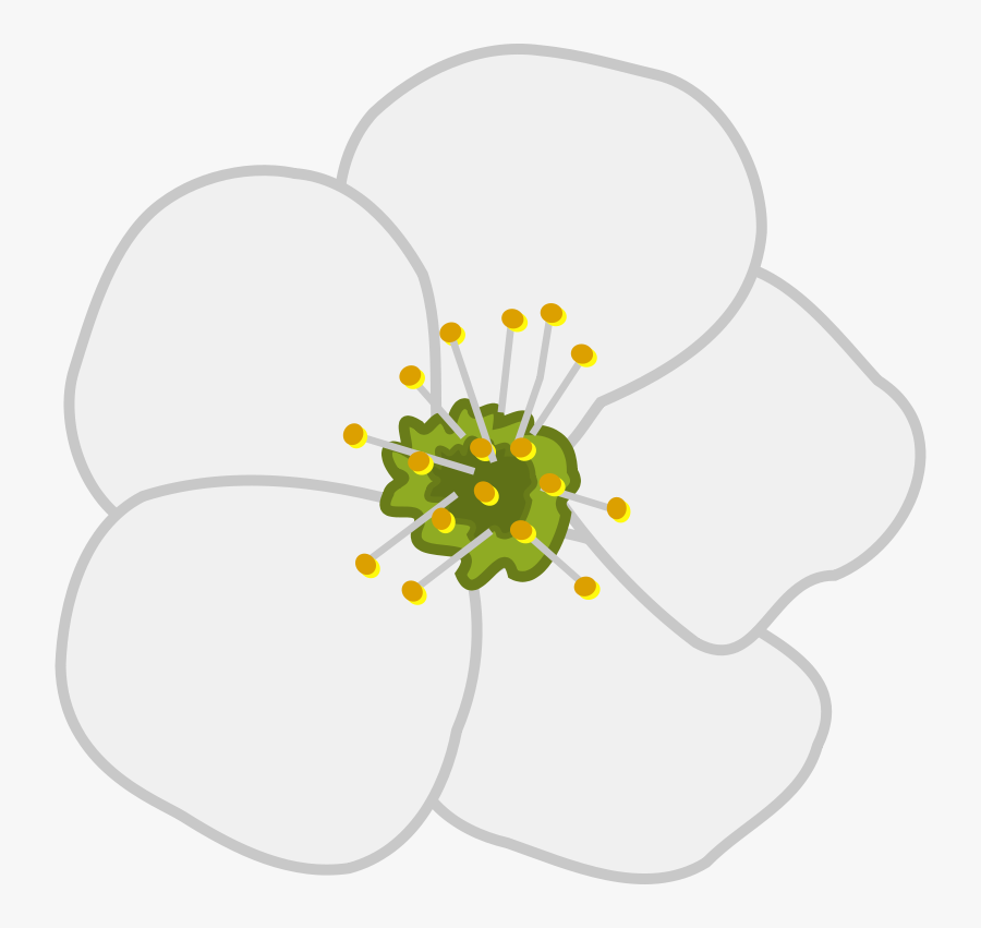 Cherry Flower - Flor De Azahar Vector , Free Transparent Clipart ...