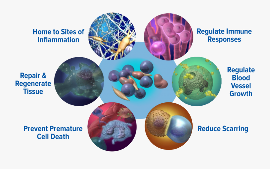 Clip Art Pictures Of Cells - Cell Therapy , Free Transparent Clipart ...