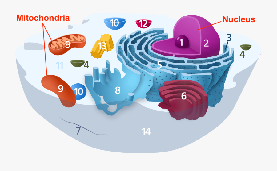 Animal Cell Diagram Numbered , Free Transparent Clipart - ClipartKey