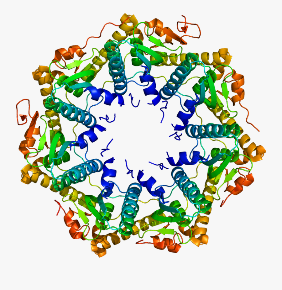 Protein Clpp Pdb 1tg6 - Structure E Coli Clpx , Free Transparent ...