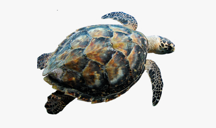 Transparent Background Turtle Png , Free Transparent Clipart - ClipartKey