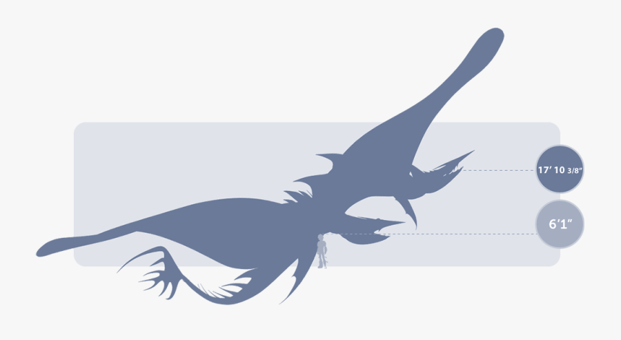 Seashocker Size , Free Transparent Clipart - ClipartKey