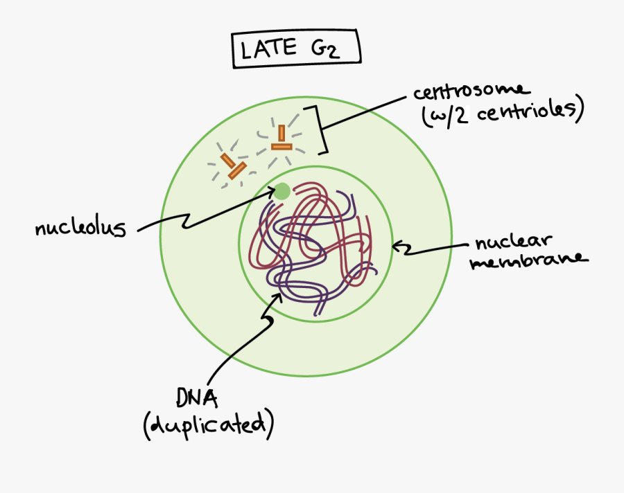 Clip Art Phases Of Mitosis Biology - Circle , Free Transparent Clipart ...