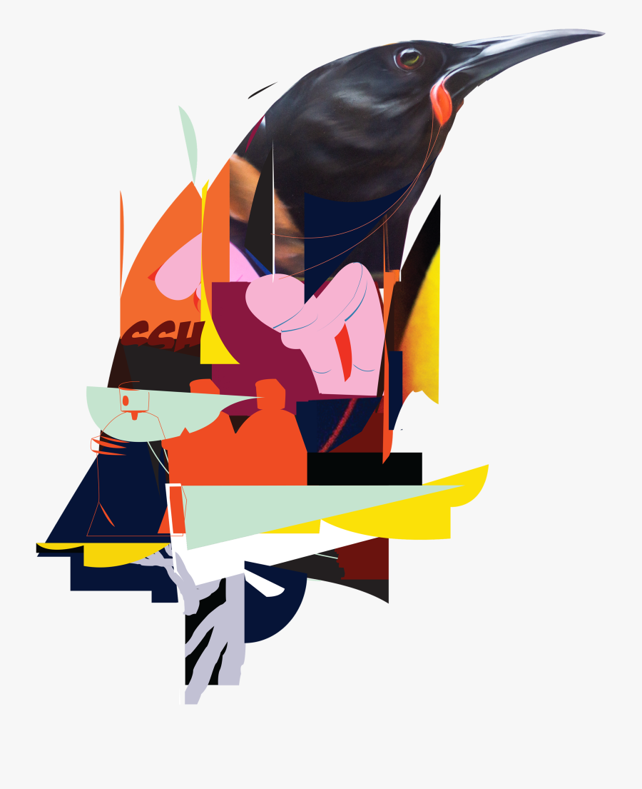 Piciformes , Free Transparent Clipart - ClipartKey