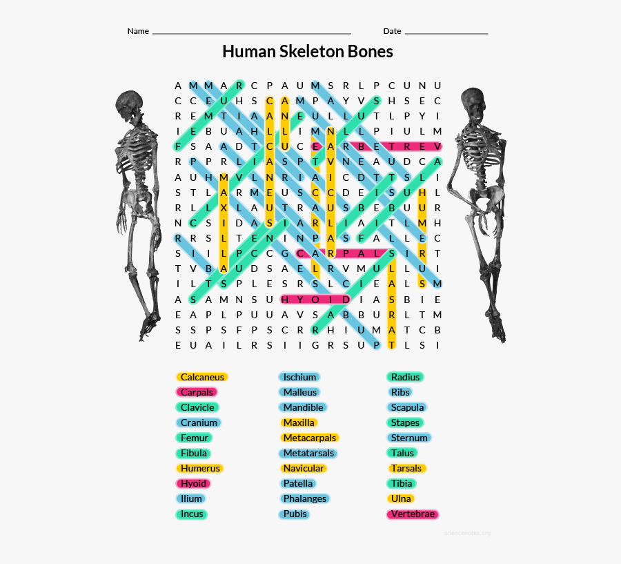 Skeletal System Word Search