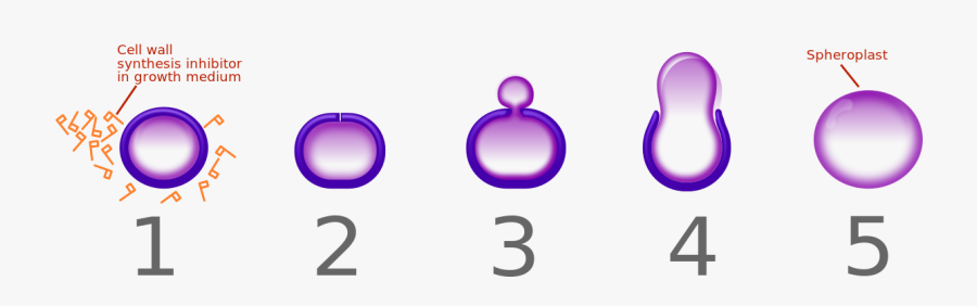 Wikiwand Bacteria That Attempt - Protoplast Spheroplast L Form , Free ...