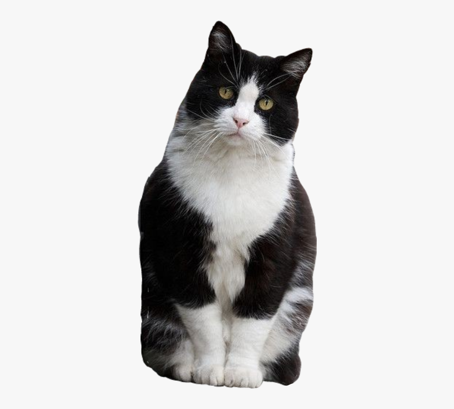 Freetoedit Cat Sitting Tuxedo Blackandwhite Tuxedo Cat Clip Art
