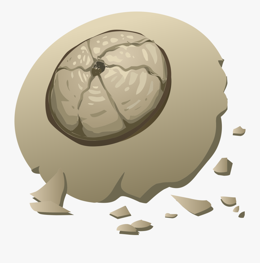 Clip Art Barnacles Images - Barnacle Vector , Free Transparent Clipart - ClipartKey