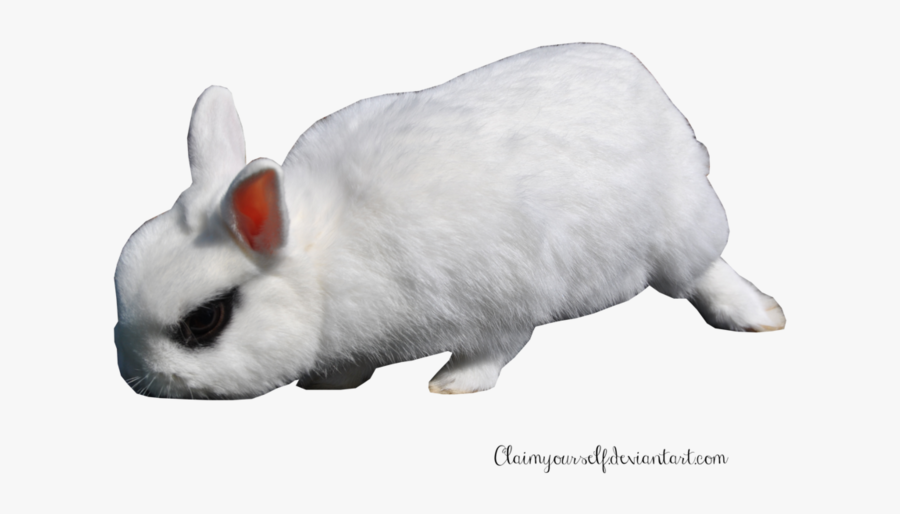 White Rabbit Png - Transparent Background Rabbit Png Transparent , Free ...