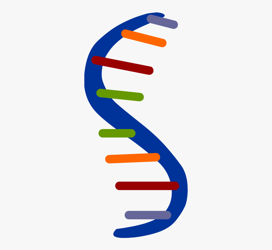 Rna Transparent , Free Transparent Clipart - ClipartKey