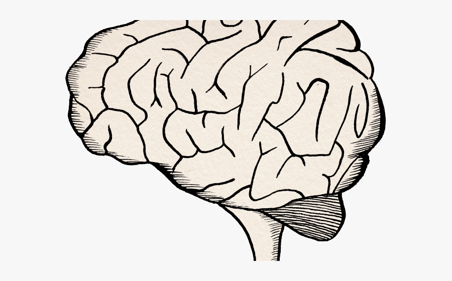 Transparent Brain Drawing Png - Brain Line Drawing Png , Free ...