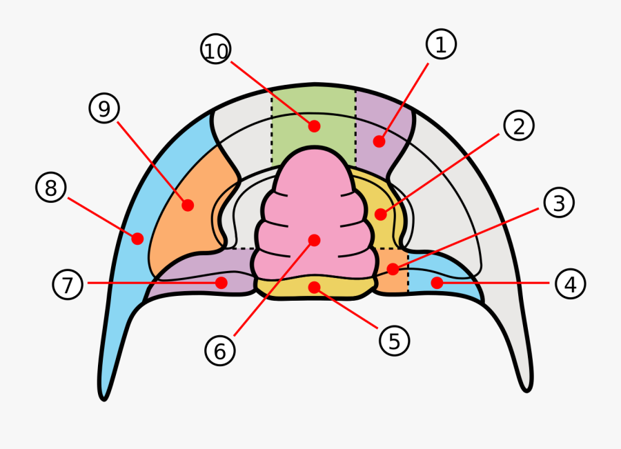 Trilobite Cephalon , Free Transparent Clipart - ClipartKey