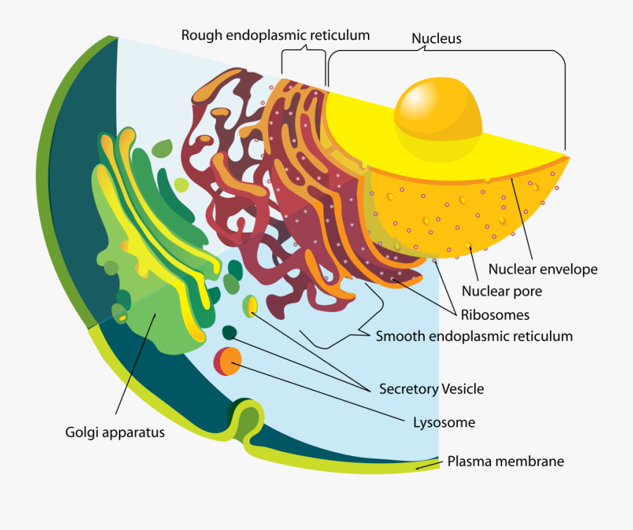 Rough Endoplasmic Reticulum , Free Transparent Clipart - ClipartKey