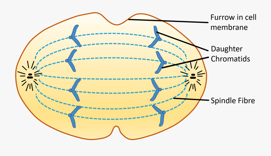 Thumbnail - Anaphase Diagram , Free Transparent Clipart - ClipartKey