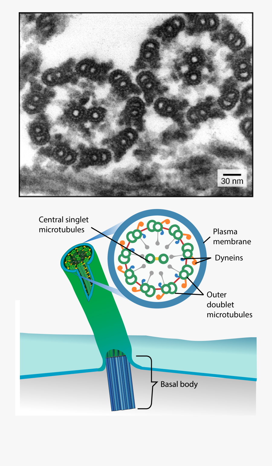 Freeuse Library The Article Khan Academy - Microtubules Of A Protista ...
