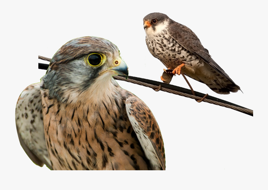 Falconiformes , Free Transparent Clipart - ClipartKey