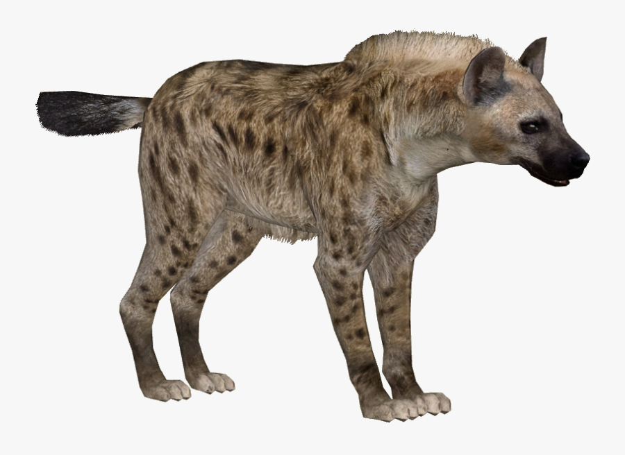Clip Art Hyena Images - Hyena Png , Free Transparent Clipart - ClipartKey